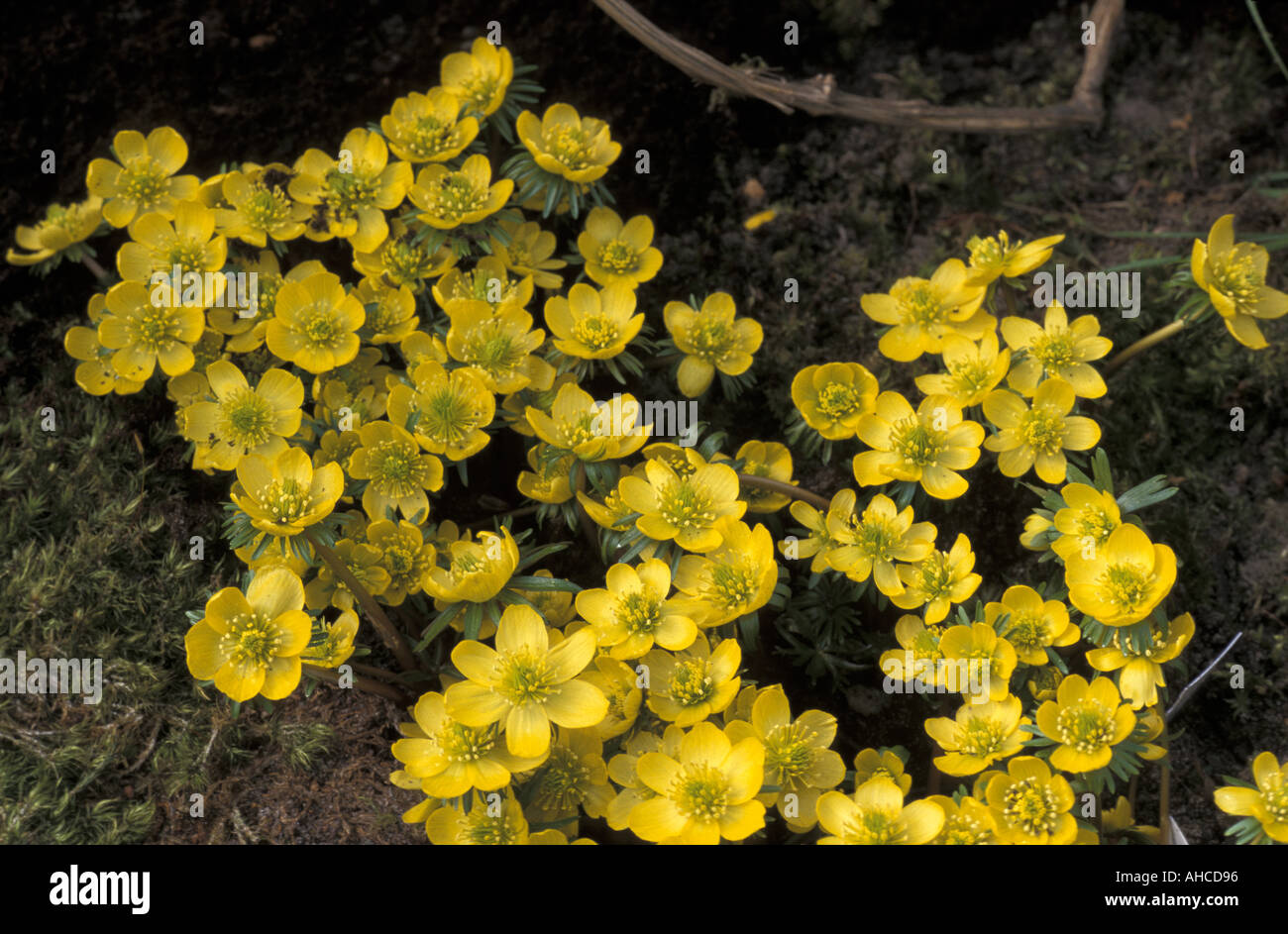 Eranthus hi-res stock photography and images - Alamy