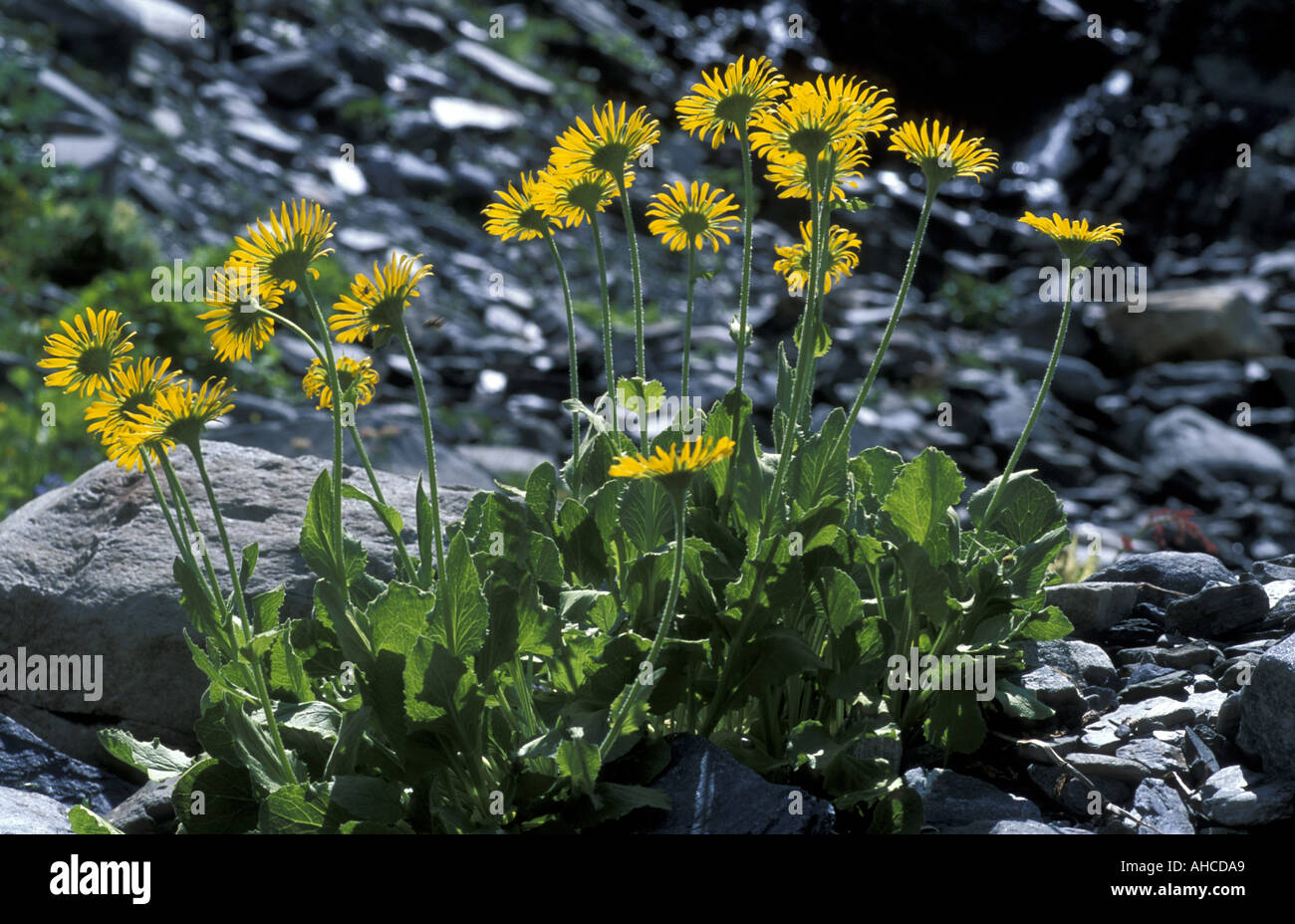 Doronicum plant hi-res stock photography and images - Alamy