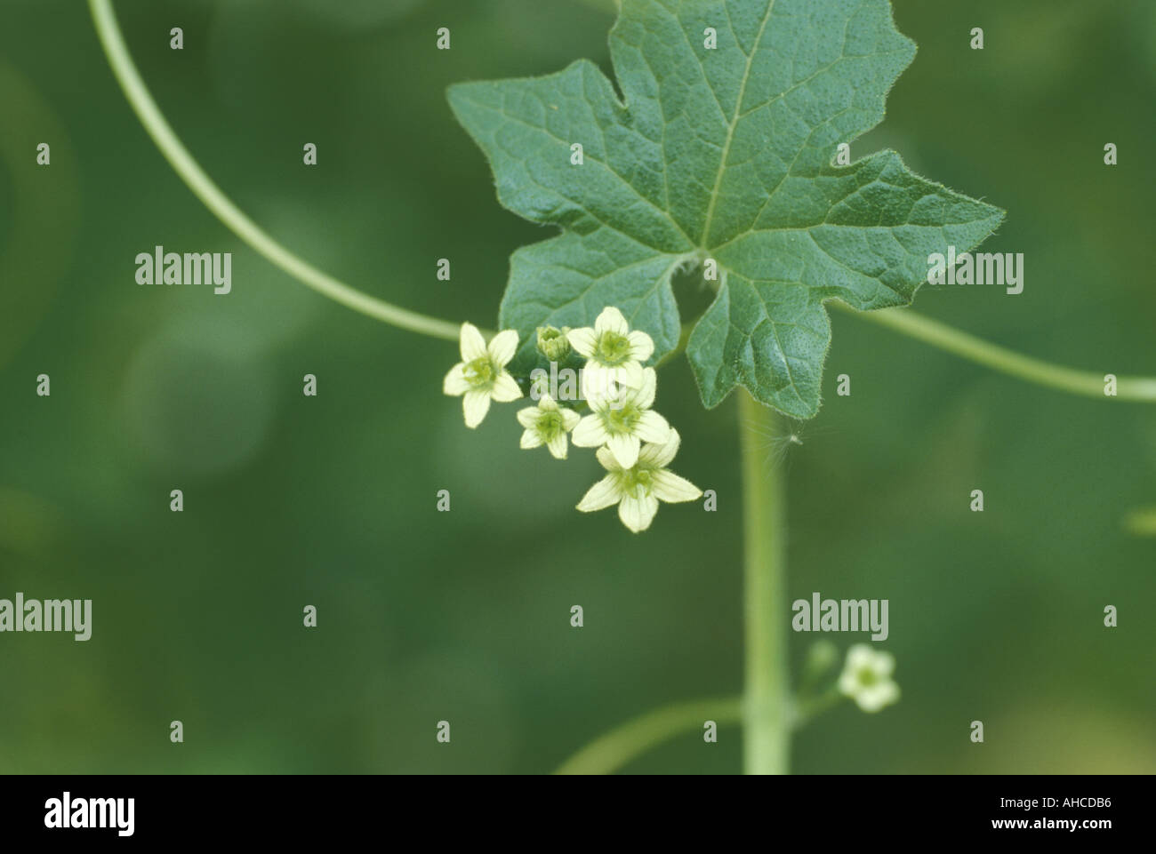 Bryonia Cretica Italy Stock Photo - Alamy