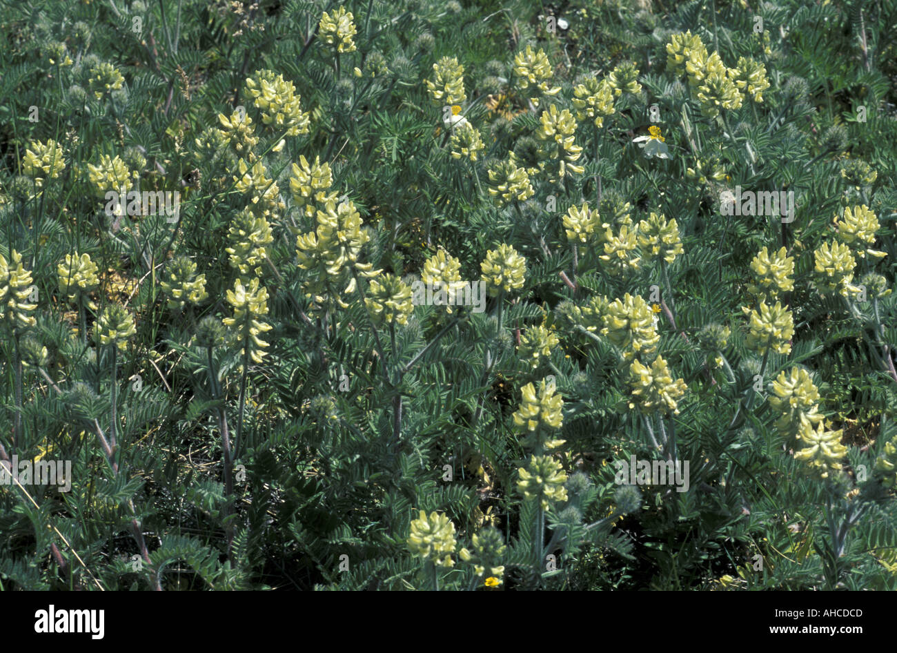 Astragalus Cicer High Resolution Stock Photography and Images - Alamy