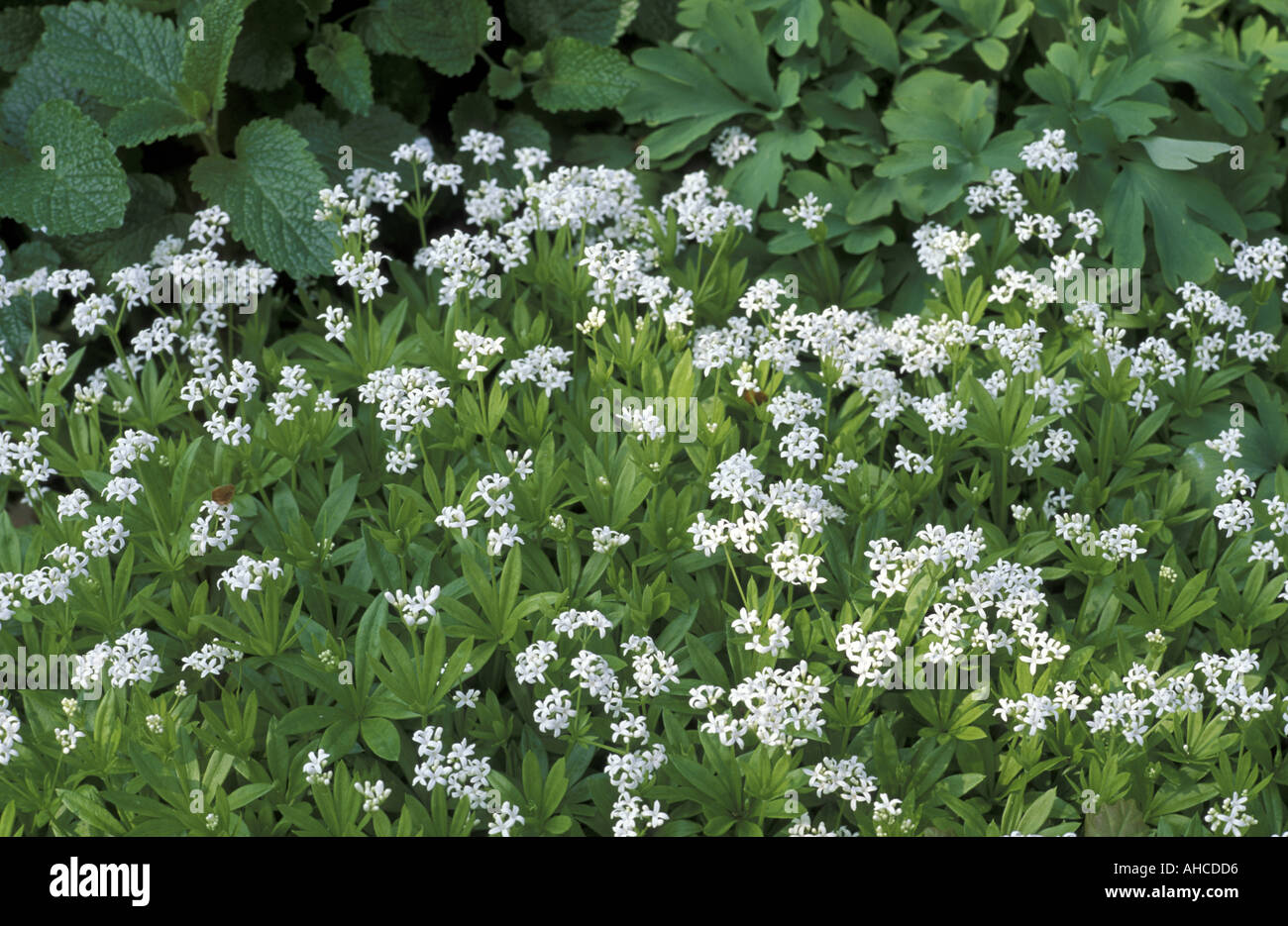Asperula odorata hi-res stock photography and images - Alamy