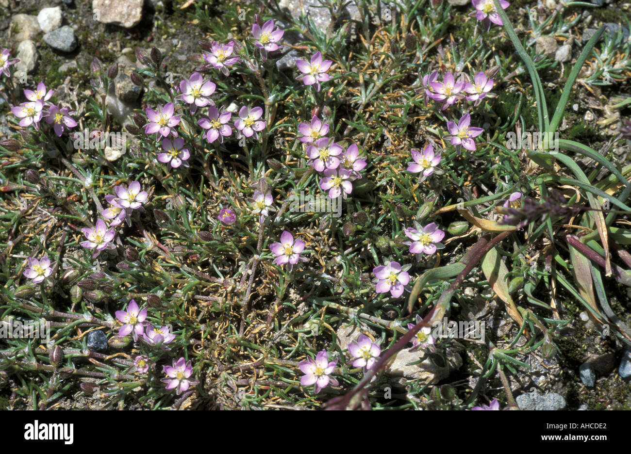 Arenaria Purpurascens High Resolution Stock Photography and Images - Alamy