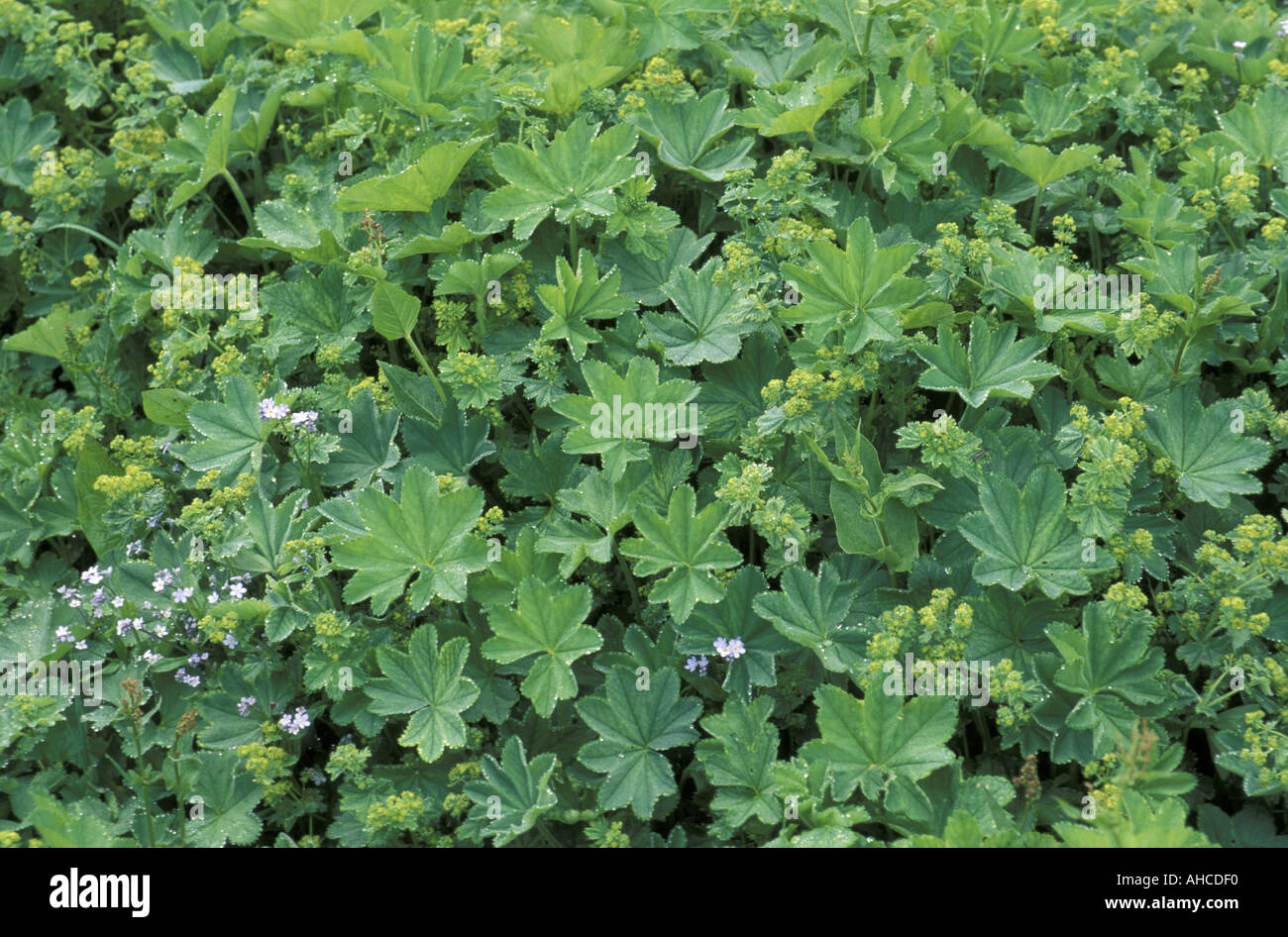 Alchemilla Vulgaris Italy Stock Photo - Alamy