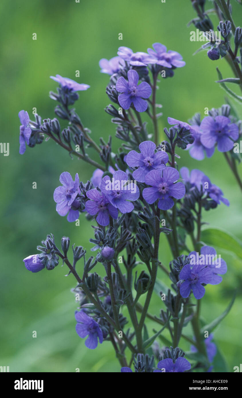 Azurea plant hi-res stock photography and images - Alamy