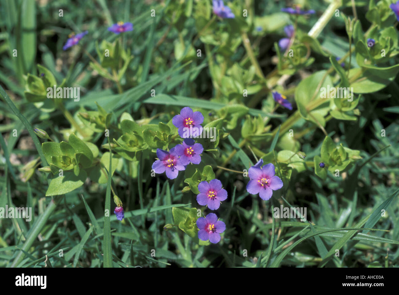 Plant anagallis arvensis hi-res stock photography and images - Alamy