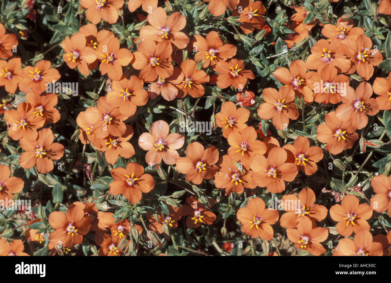 Anagallis monelli hi-res stock photography and images - Alamy