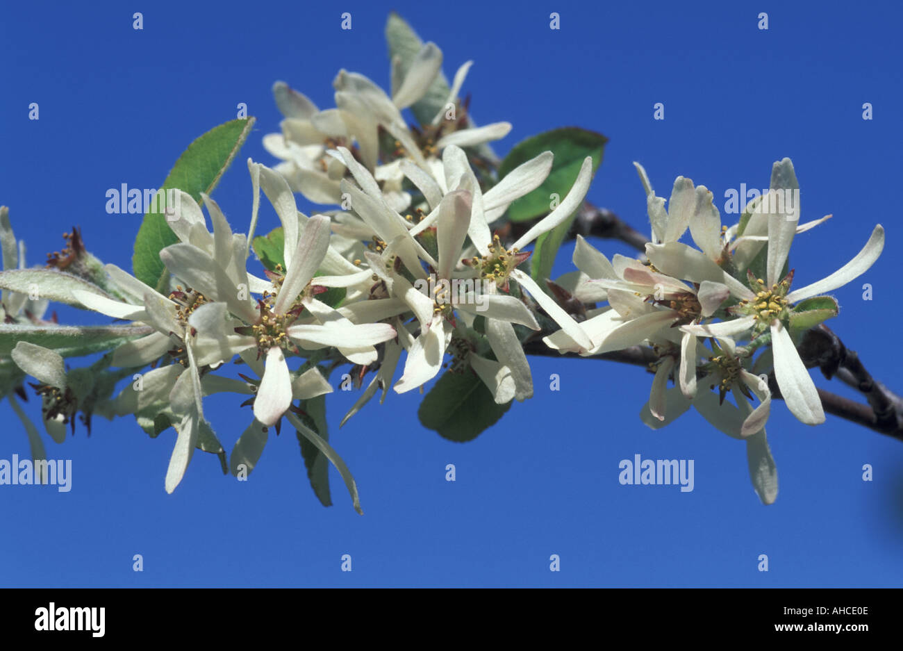 Ovalis hi-res stock photography and images - Alamy