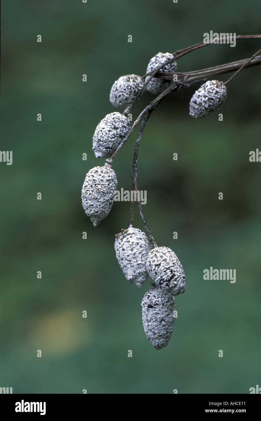 Alnus Viridis Italy Stock Photo - Alamy