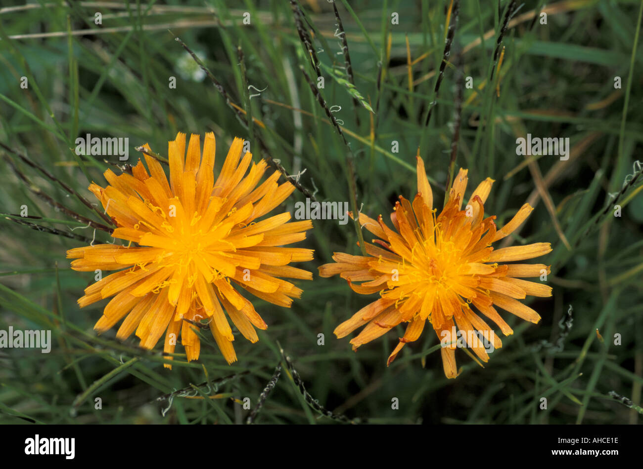 Crepis Aurea Alpi Italy Stock Photo - Alamy
