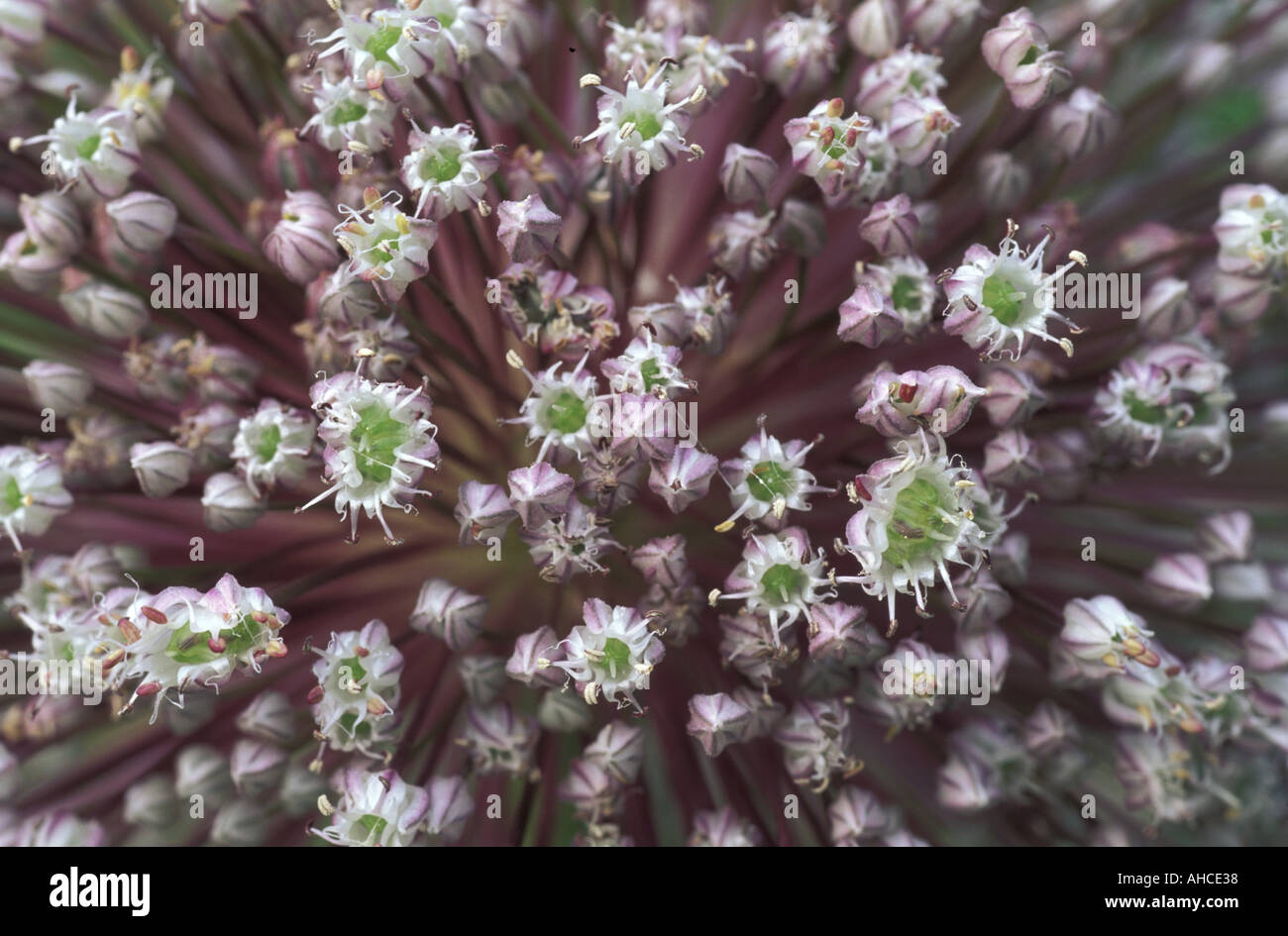 Allium Porrum Leek Italy Stock Photo - Alamy