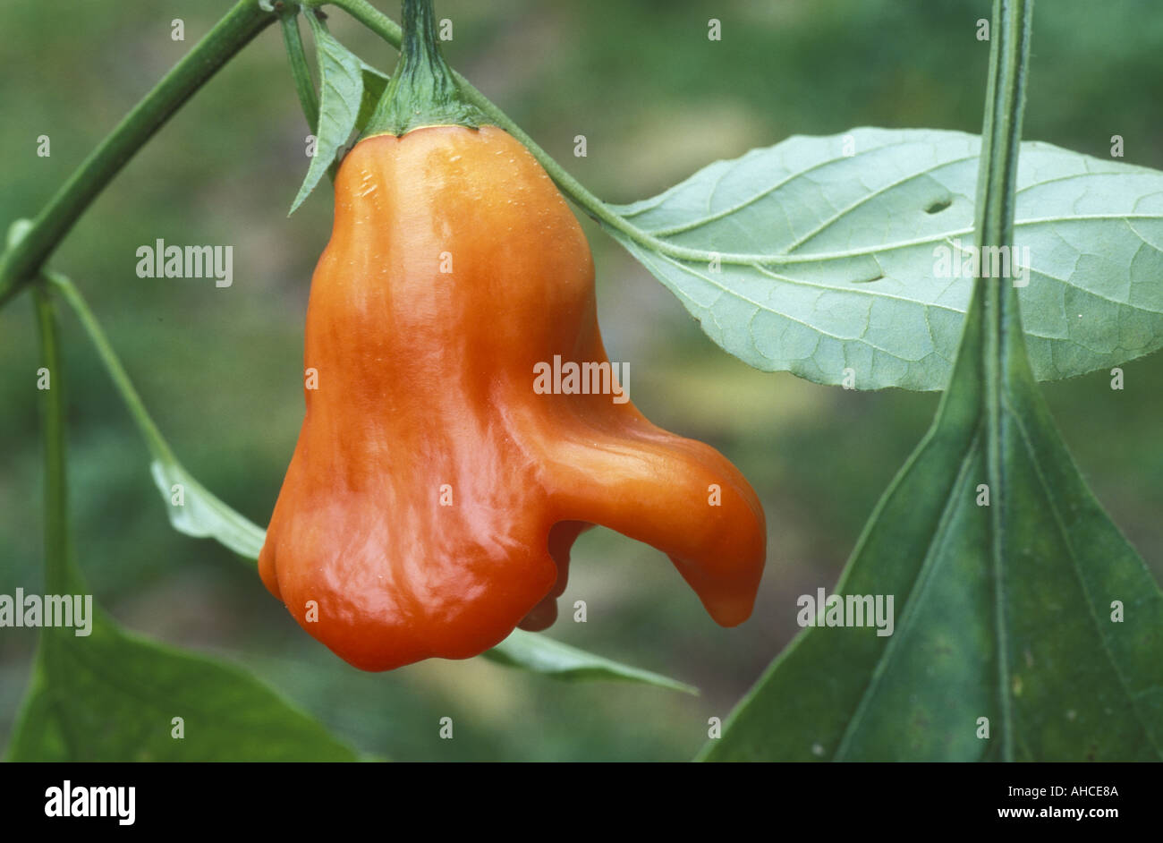 Capsicum baccatum hi-res stock photography and images - Alamy