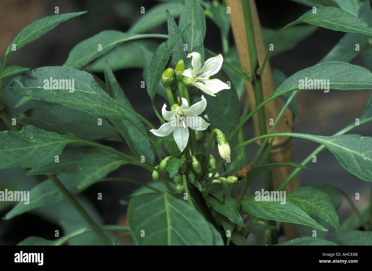 Capsicum Annuum Flower High Resolution Stock Photography and Images - Alamy