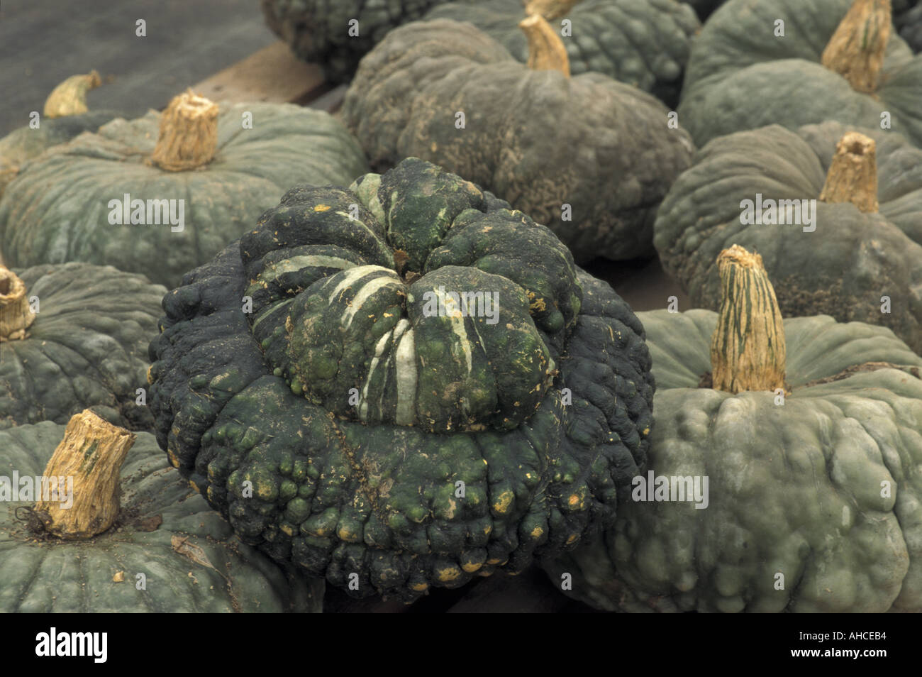 Cucurbita hi-res stock photography and images - Alamy