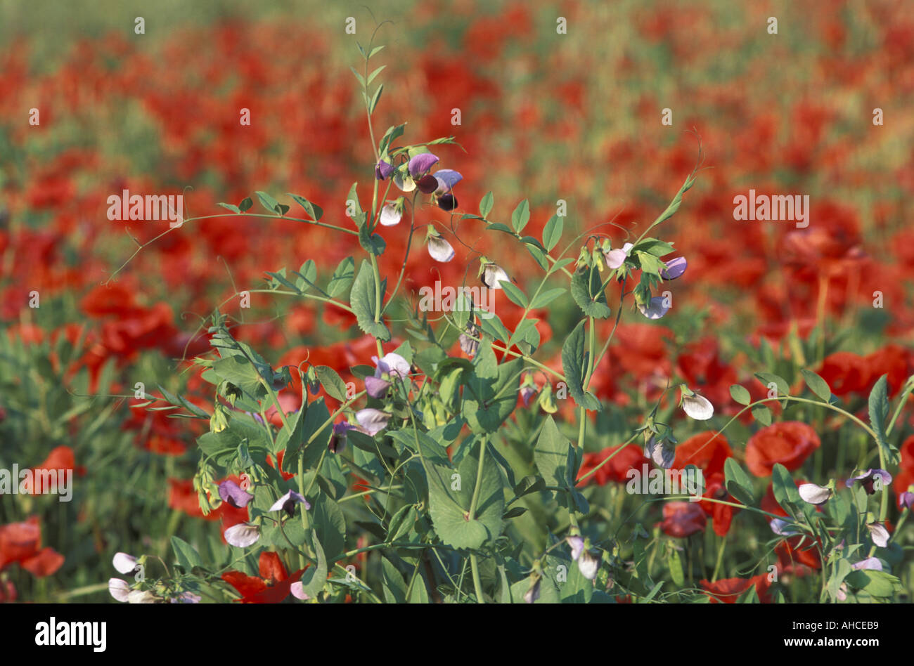 Pisum sativum plant hi-res stock photography and images - Alamy