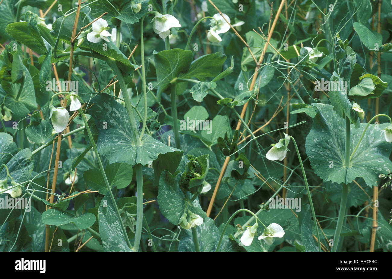 Pisum Sativum Peas Italy Stock Photo - Alamy