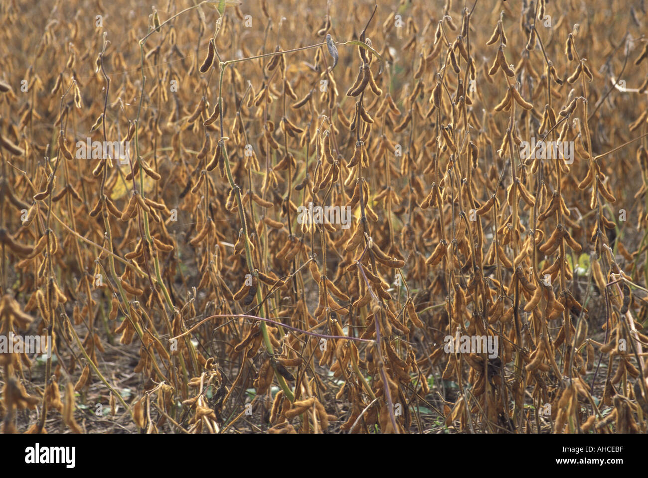 Glycine soja not max hi-res stock photography and images - Alamy