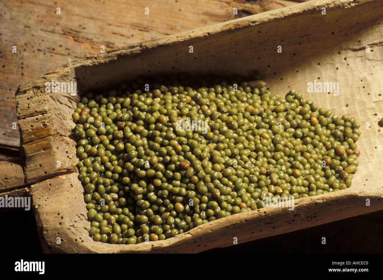 Glycine Soja Soybean Italy Stock Photo - Alamy