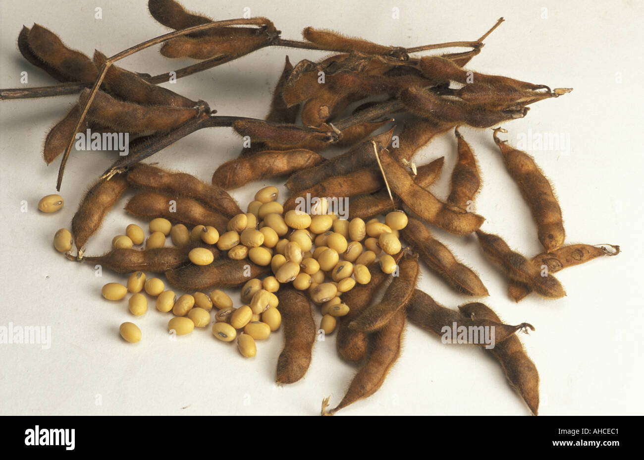 Glycine soja not max hi-res stock photography and images - Alamy