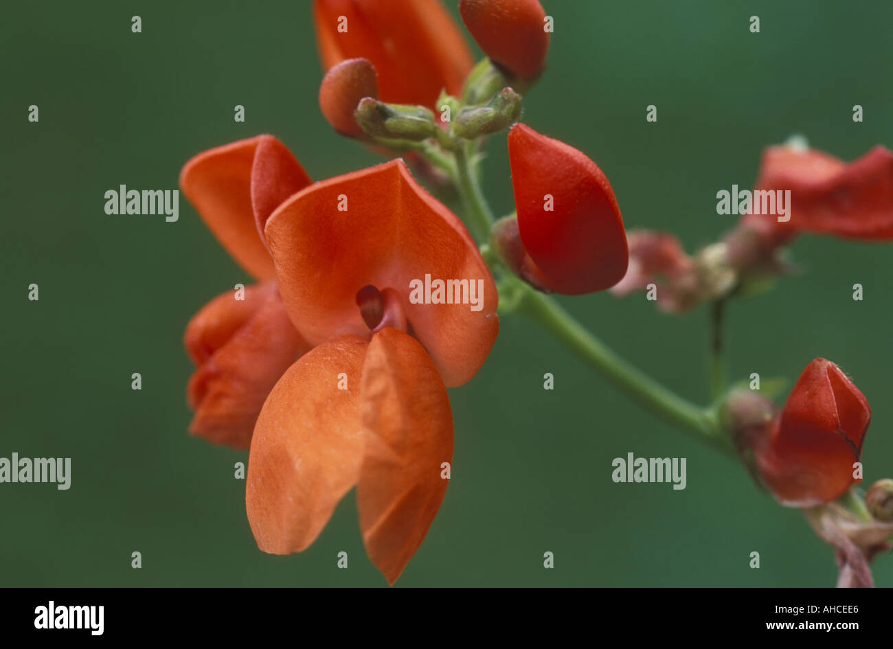 Phaseolus hi-res stock photography and images - Alamy