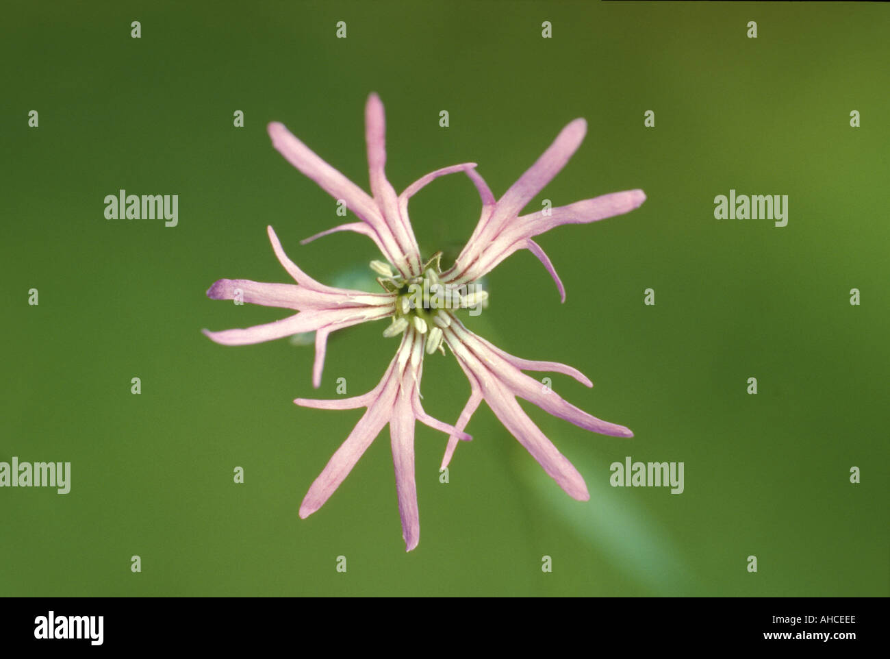 Lychnis flos cuculi flora hi-res stock photography and images - Alamy