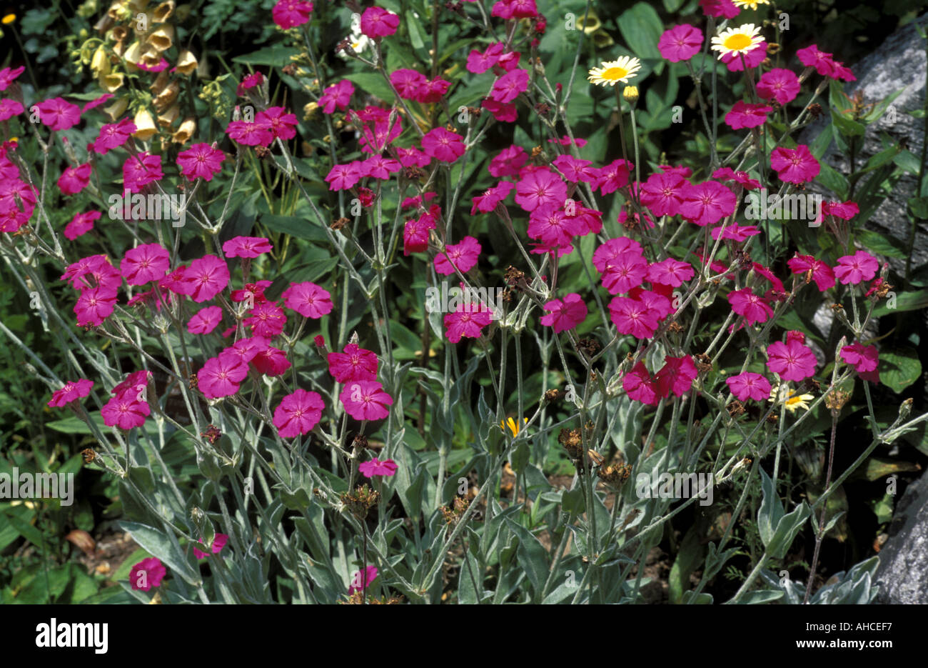 Lychnis coronaria plant hi-res stock photography and images - Alamy