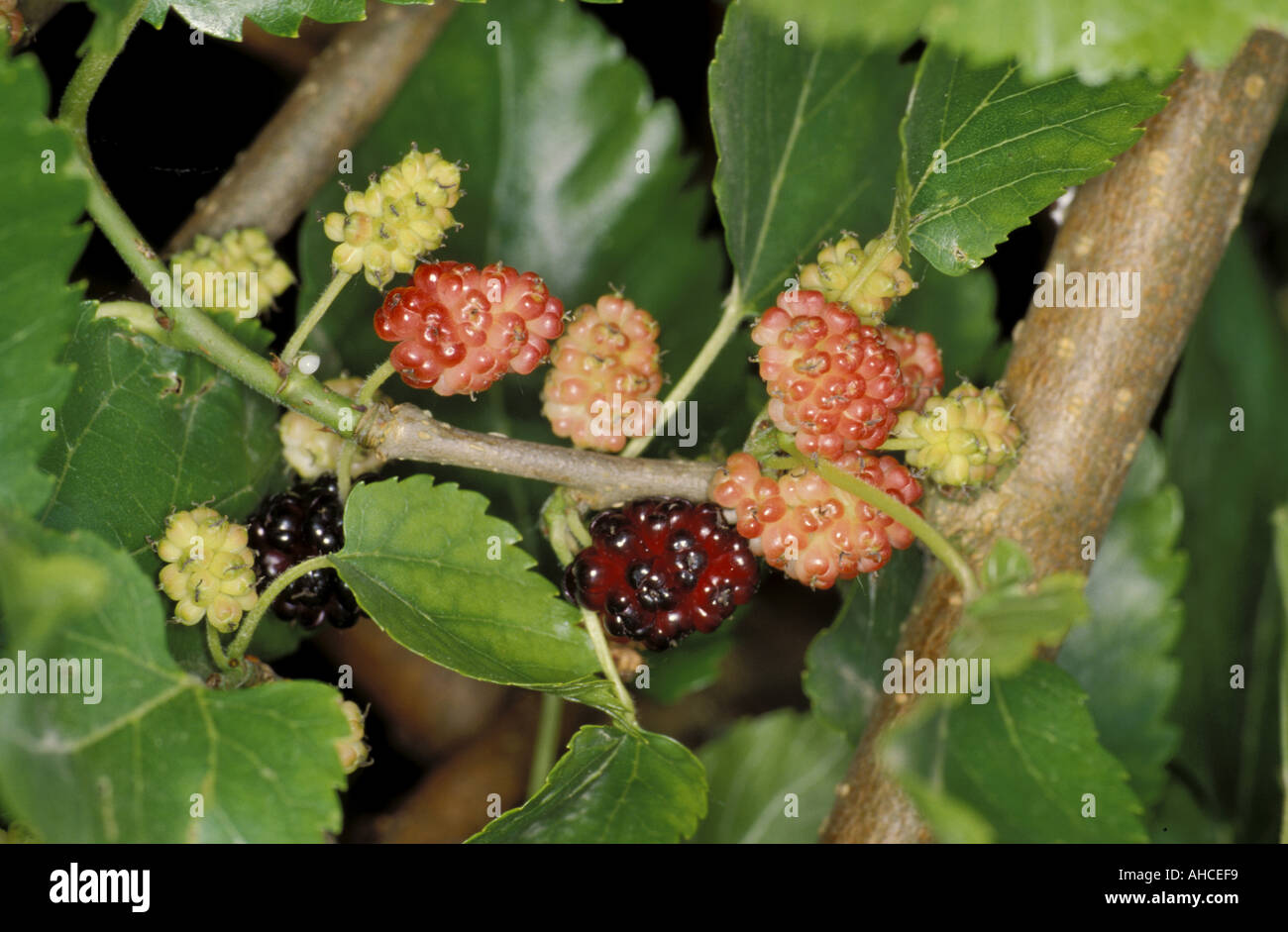 Botany morus nigra hi-res stock photography and images - Alamy