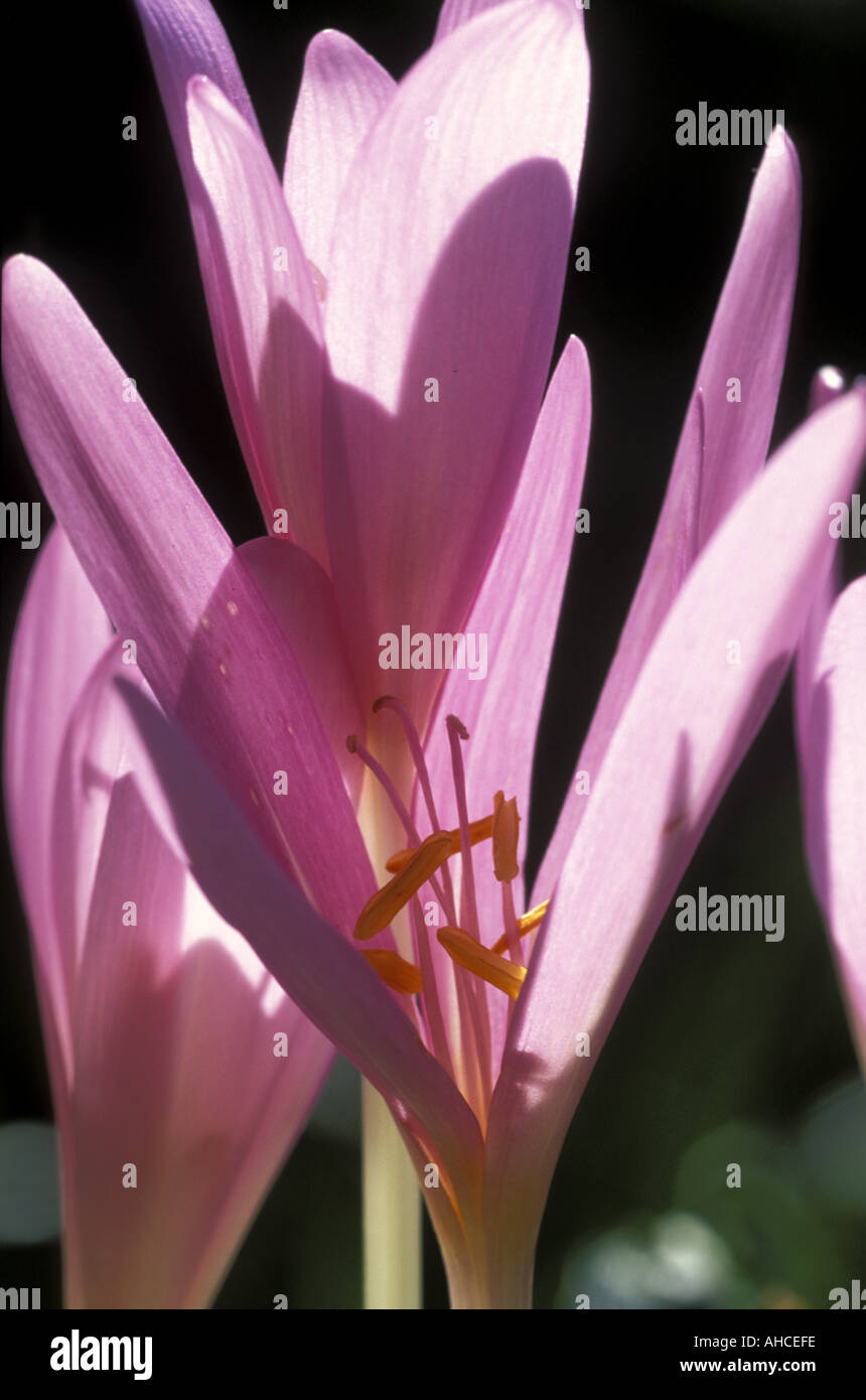 Colchicum autumnale plant hi-res stock photography and images - Alamy