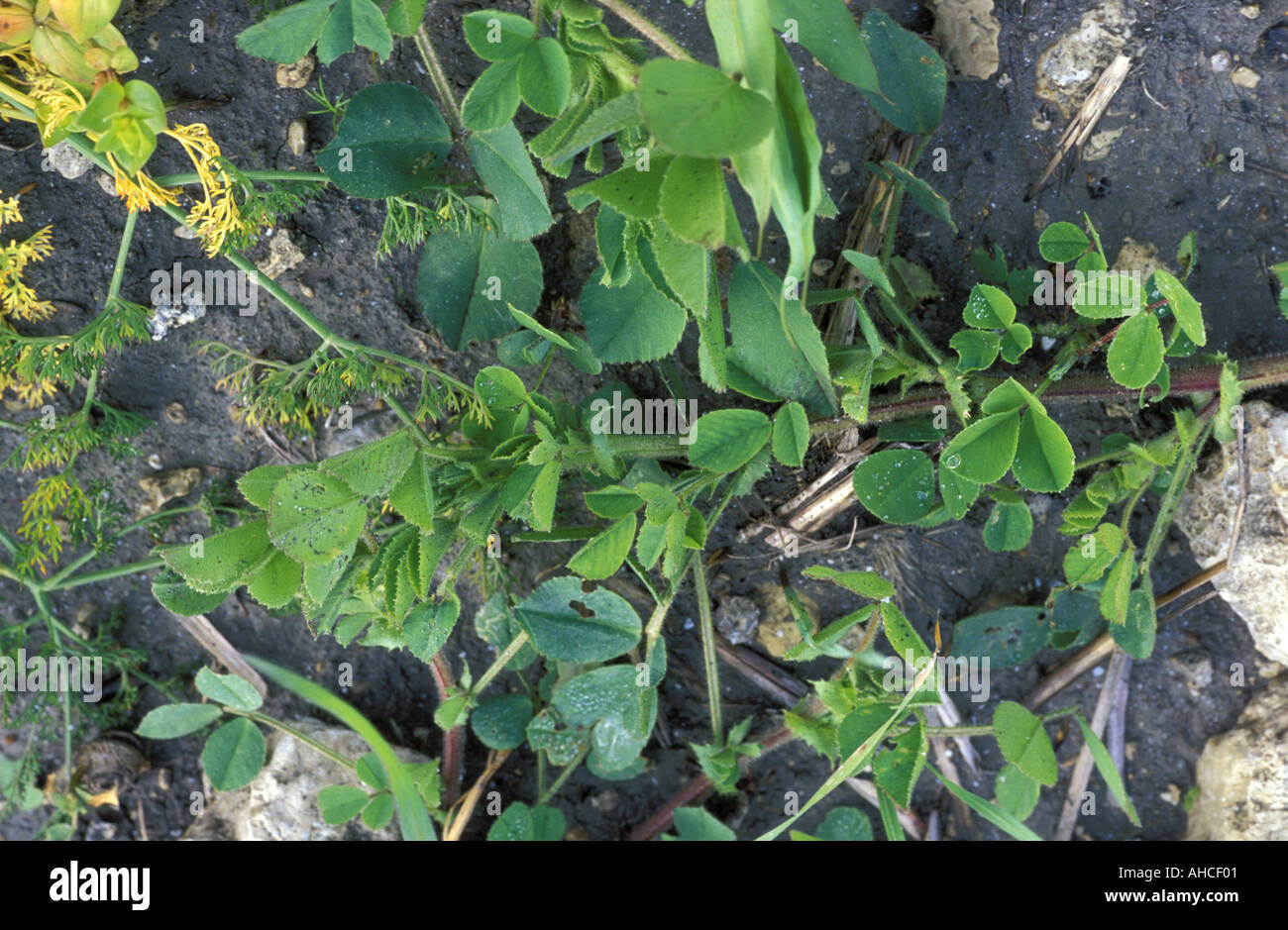 Medicago Rugosa South Italy Italy Stock Photo - Alamy
