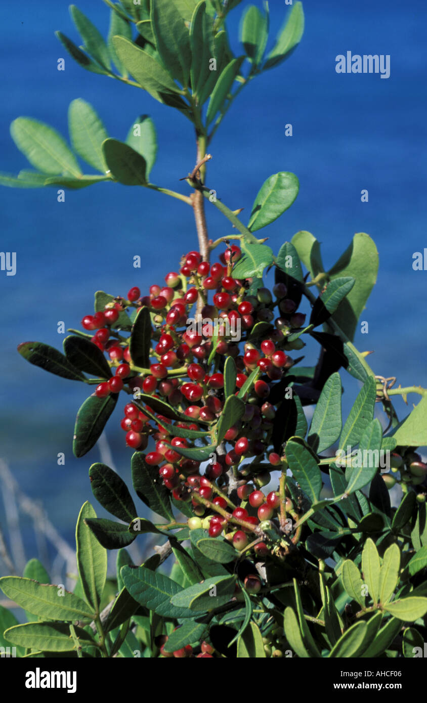 Mastic pistacia lentiscus hi-res stock photography and images - Alamy