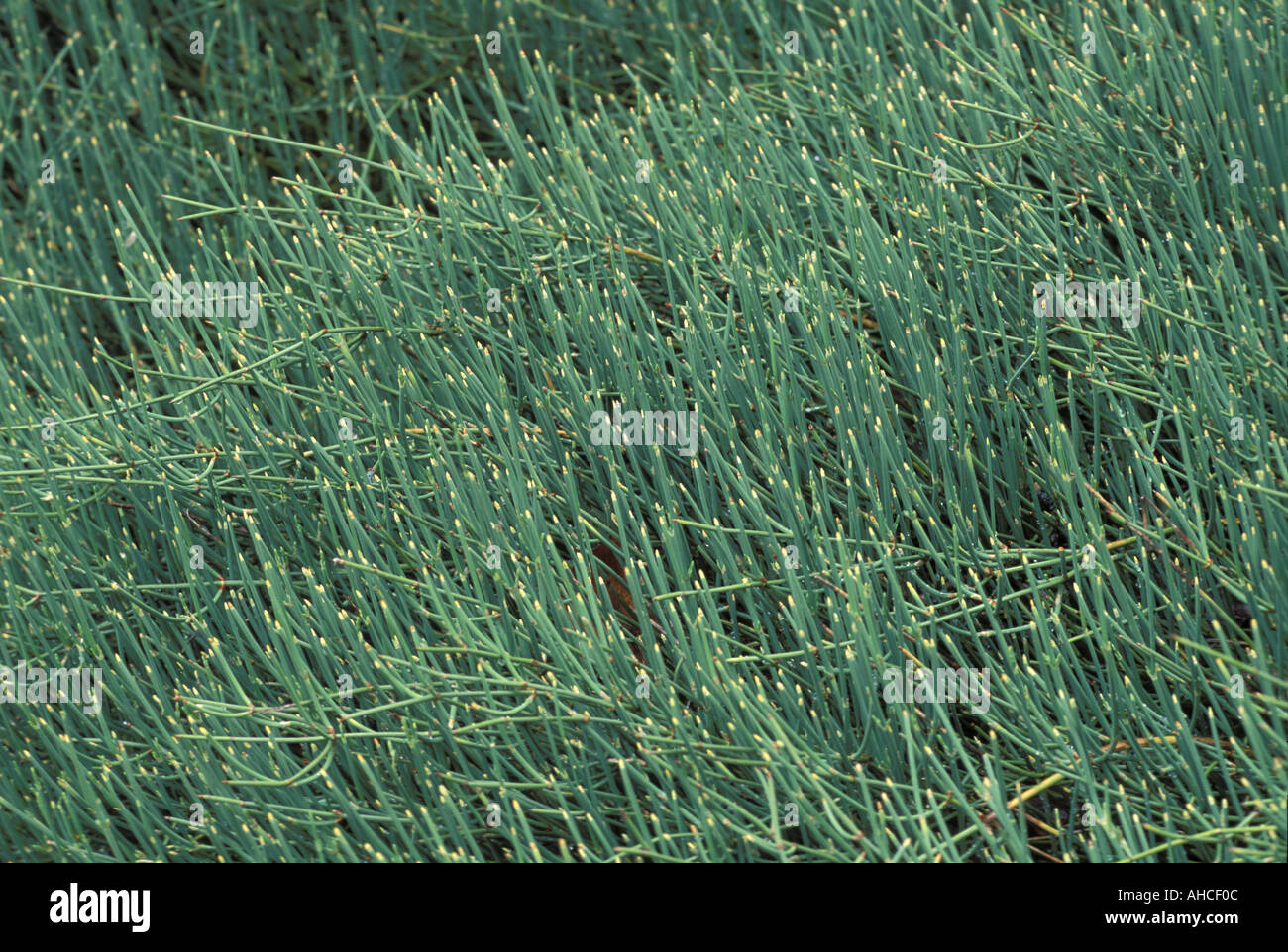 Ephedra plant hi-res stock photography and images - Alamy