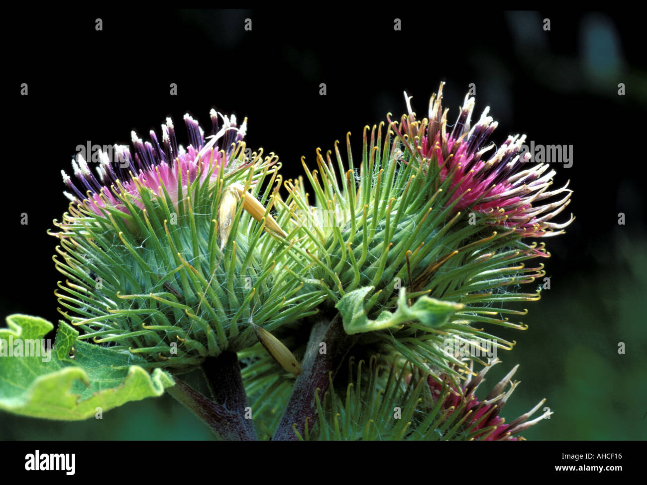 Lappa bardana hi-res stock photography and images - Alamy