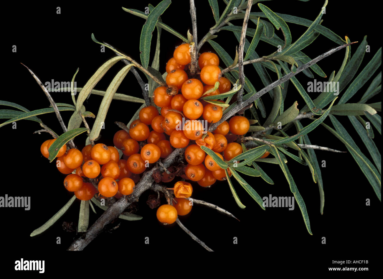 Hippophae rhamnoides flower hi-res stock photography and images - Alamy