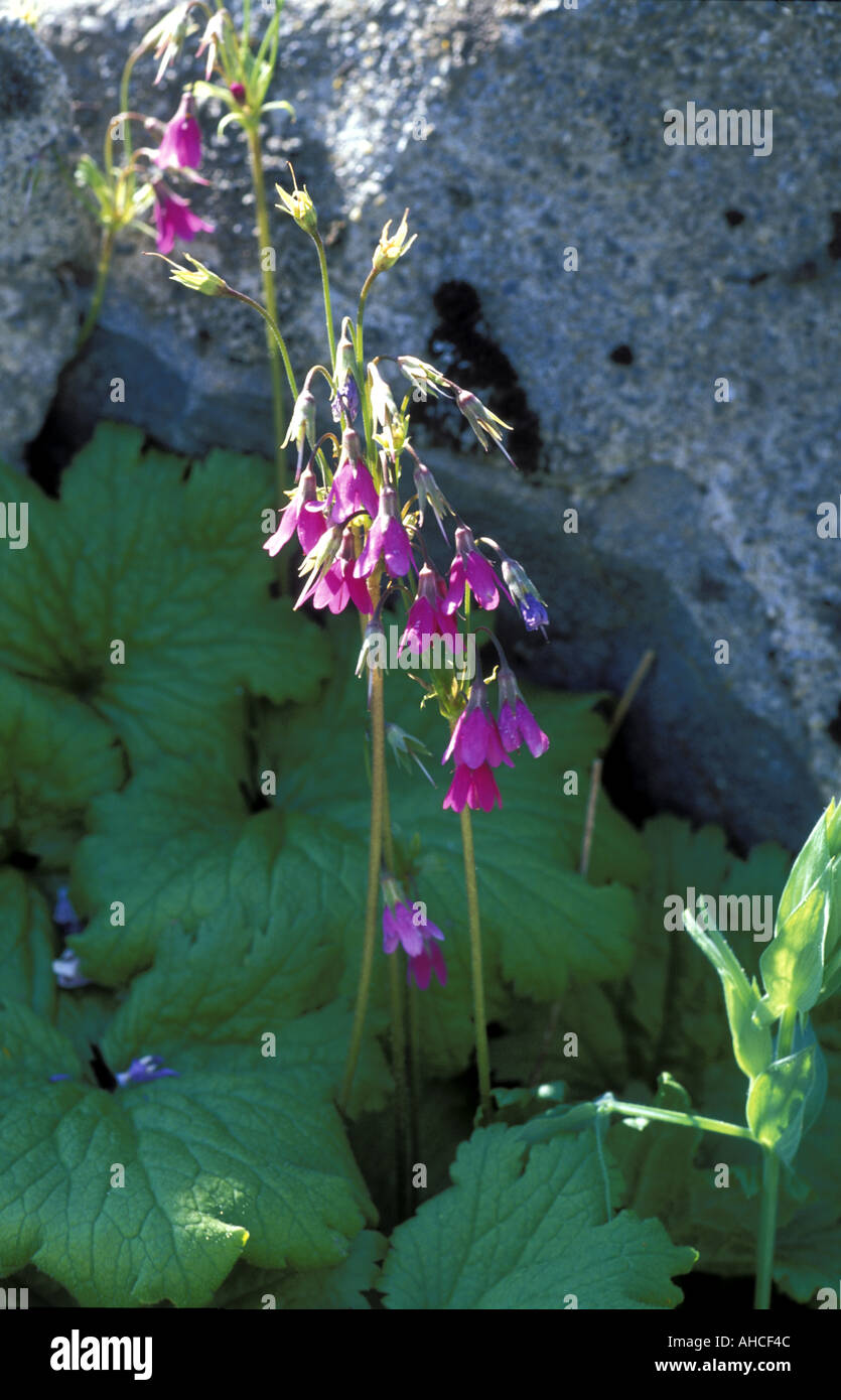 Cortusa matthioli hi-res stock photography and images - Alamy