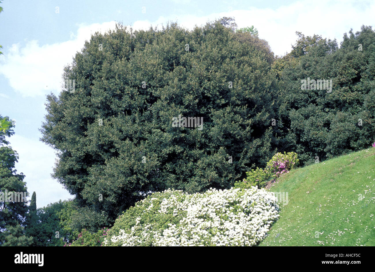 Quercus ilex flower hi-res stock photography and images - Alamy
