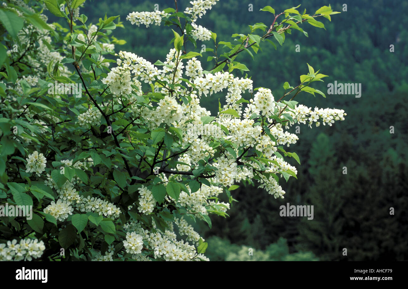 Pados hi-res stock photography and images - Alamy