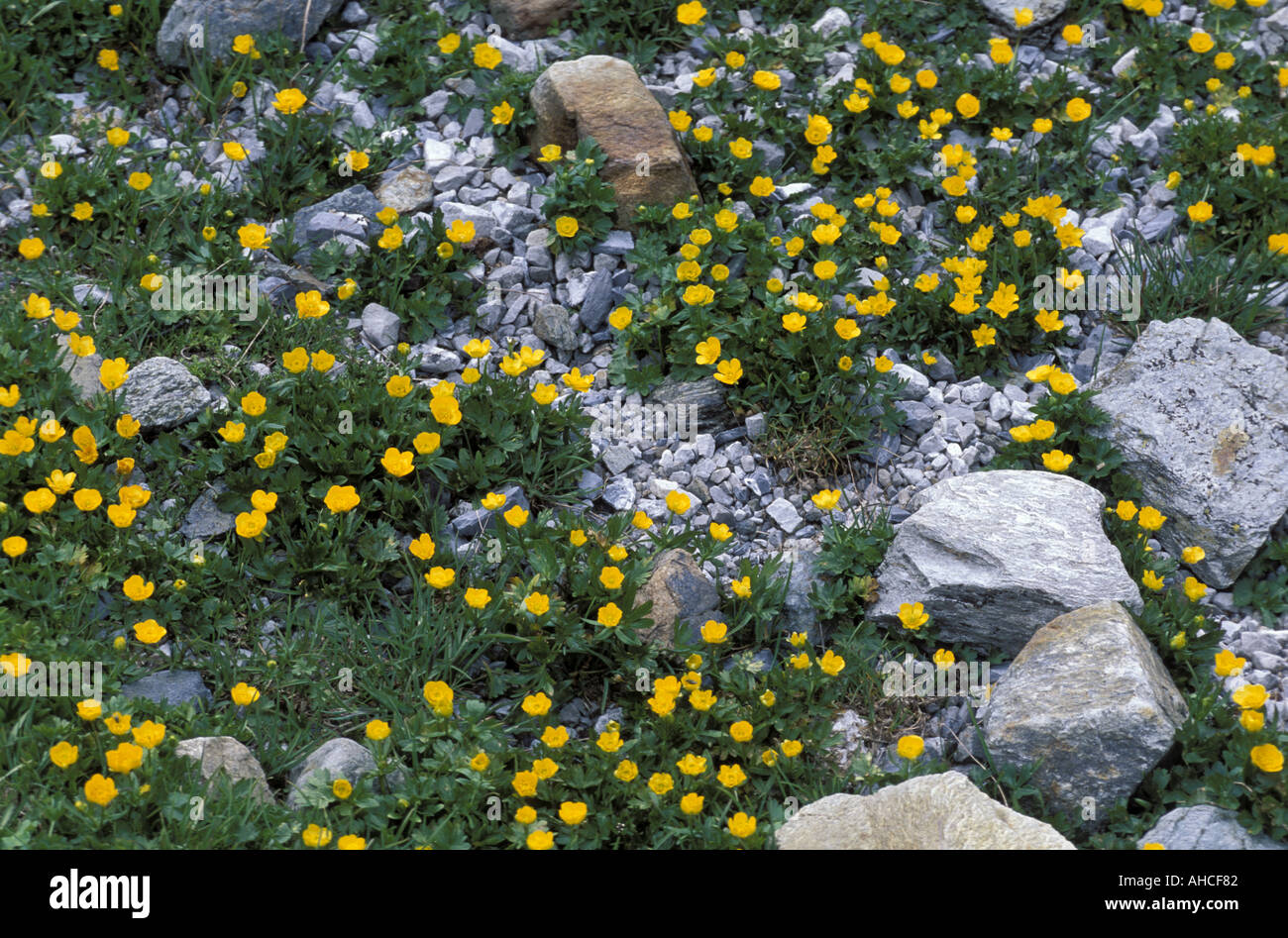 Ranunculus Montanus Alpi mountains Italy Stock Photo - Alamy