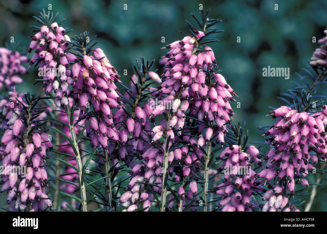 Erica Carnea Italy Stock Photo - Alamy