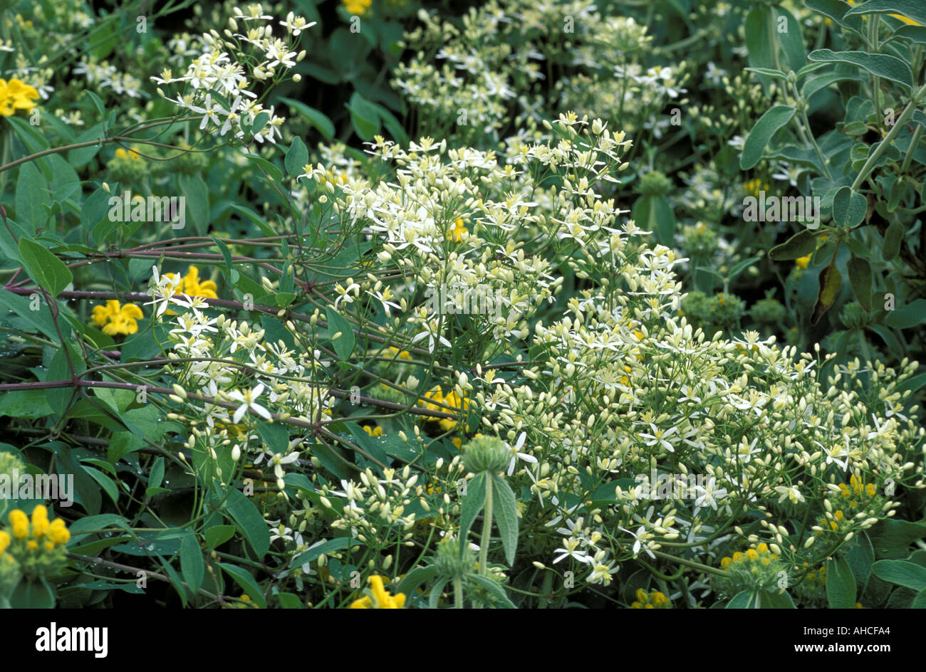 Clematis erecta hi-res stock photography and images - Alamy