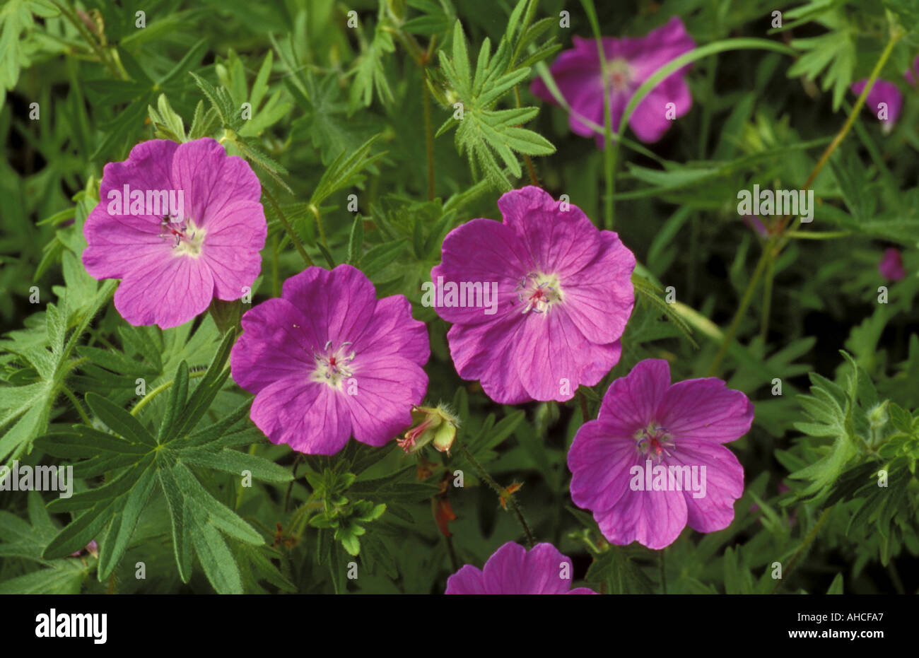Geranio geranio sanguineum hi-res stock photography and images - Alamy