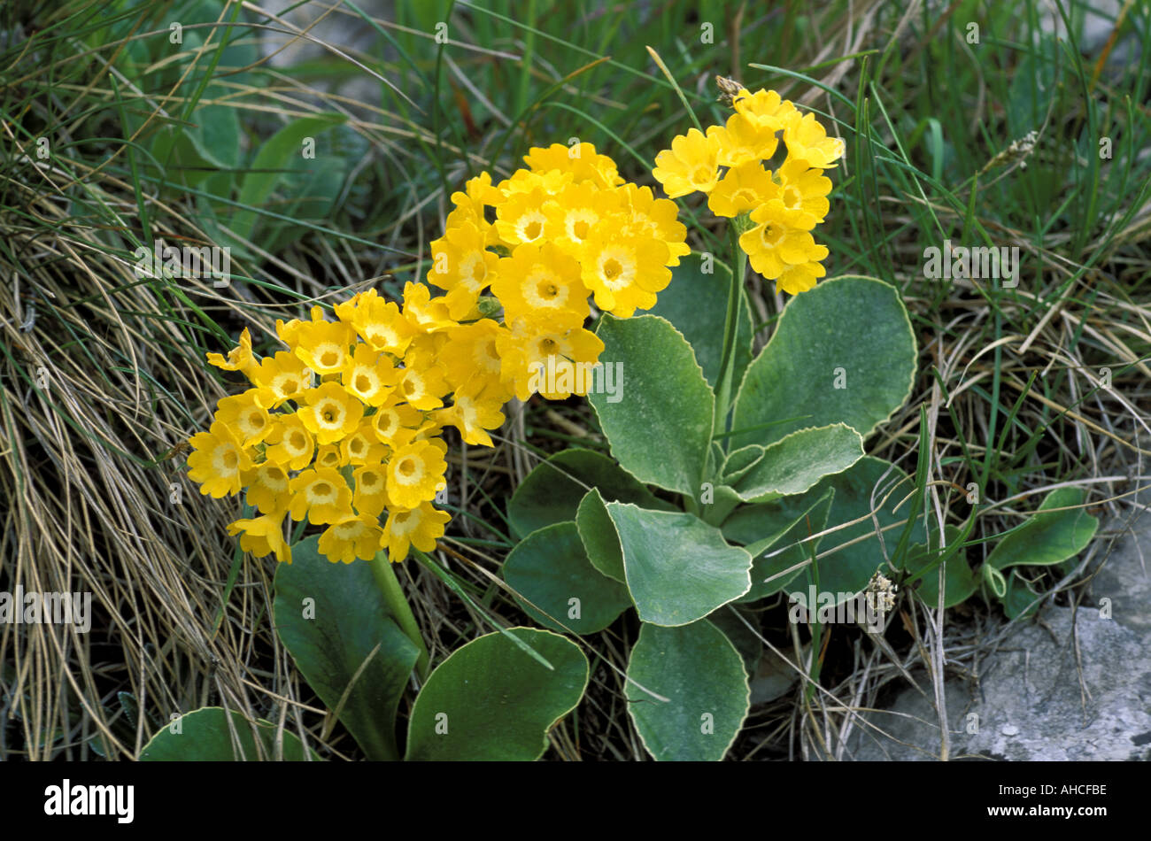 Auricula primula hi-res stock photography and images - Alamy