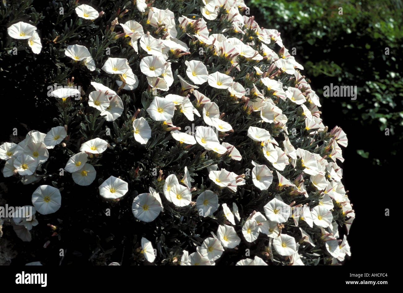 Convolvulus cneorum silverbush hi-res stock photography and images - Alamy