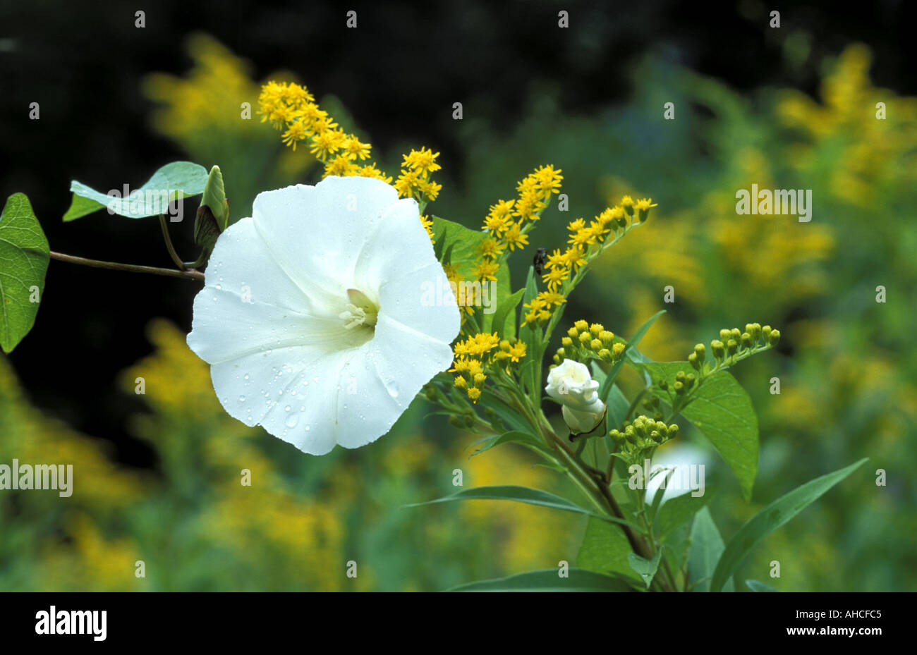 Hedge convolvulus hi-res stock photography and images - Alamy