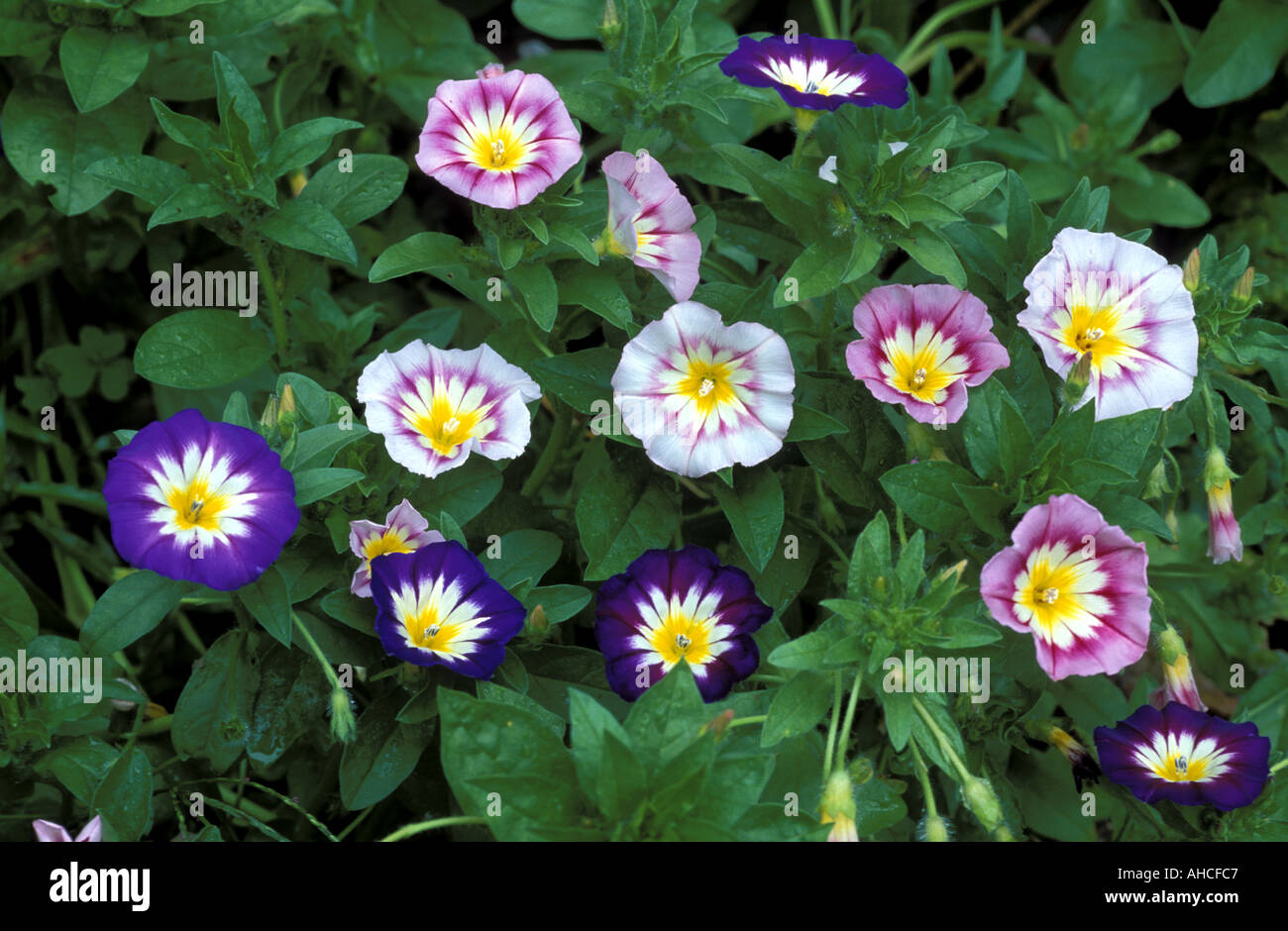 Dwarf convolvulus convolvulus tricolor hi-res stock photography and ...