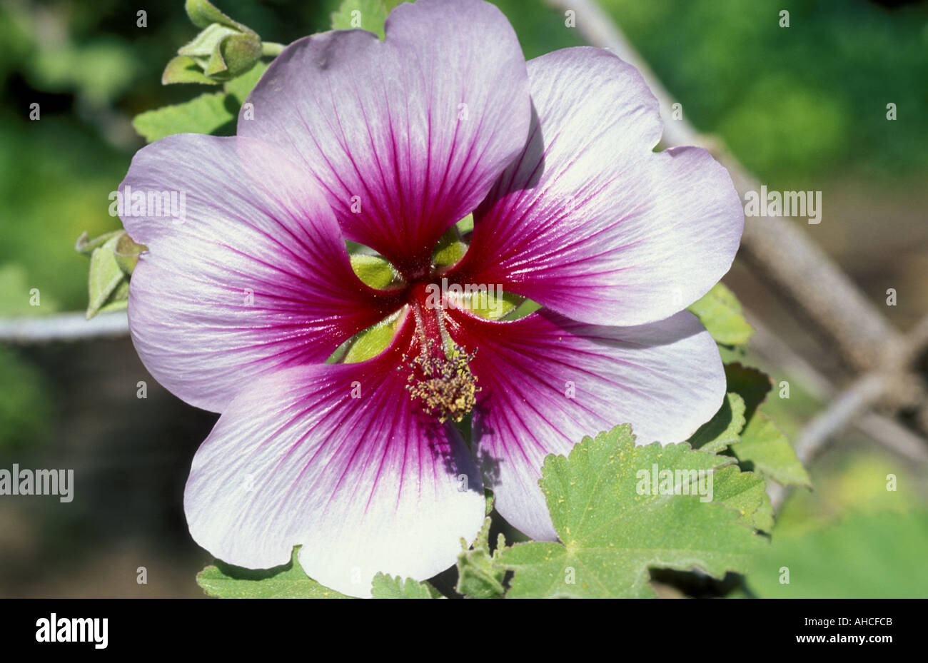 Lavatera maritima hi-res stock photography and images - Alamy