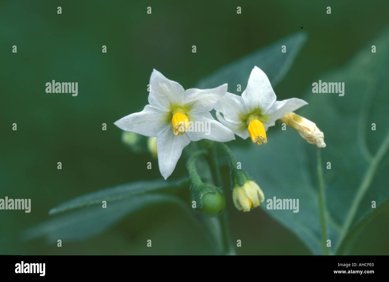 Plant solanum nigrum hi-res stock photography and images - Alamy