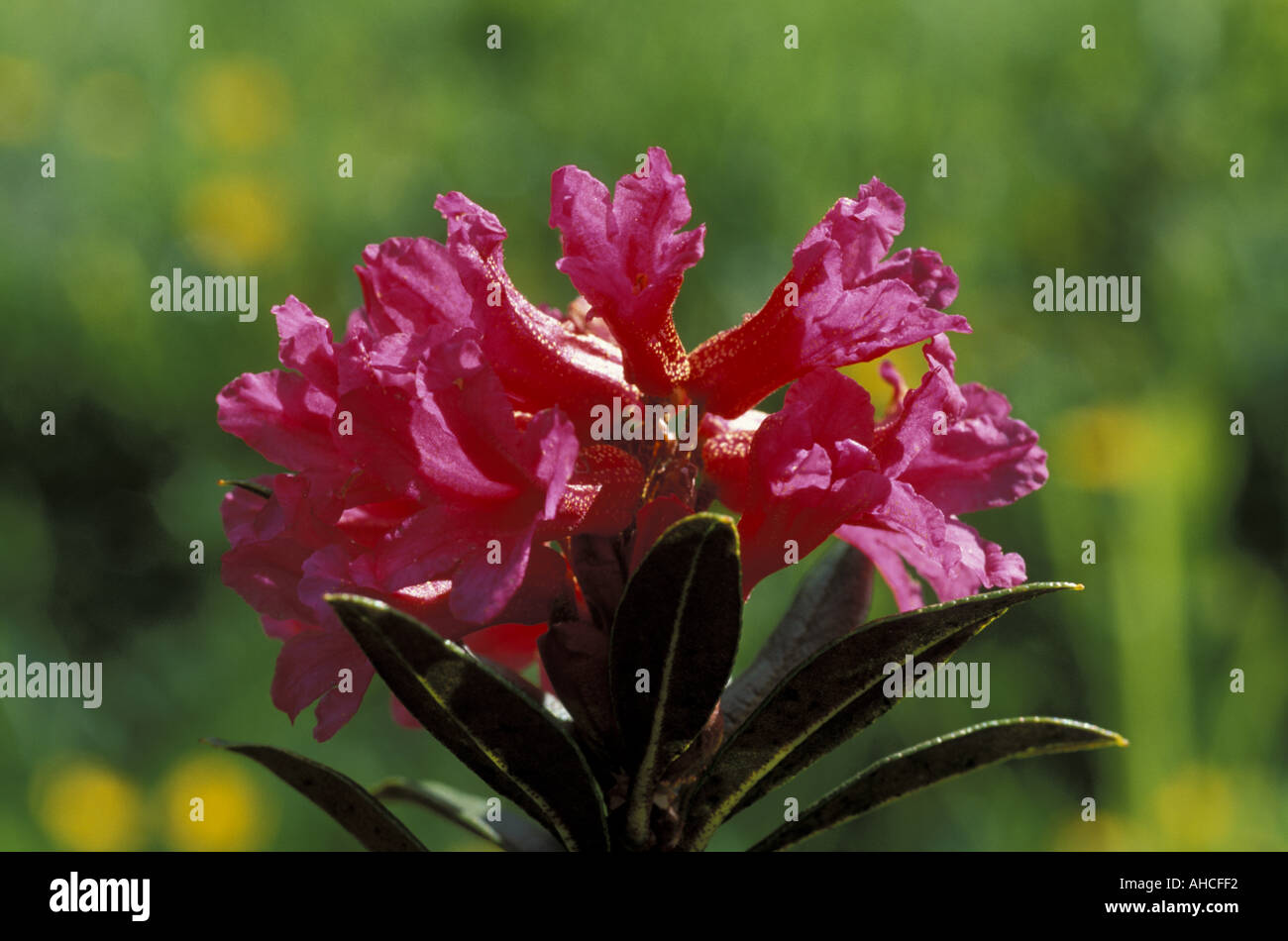 Rododendro rhododendron ferrugineum hi-res stock photography and images ...