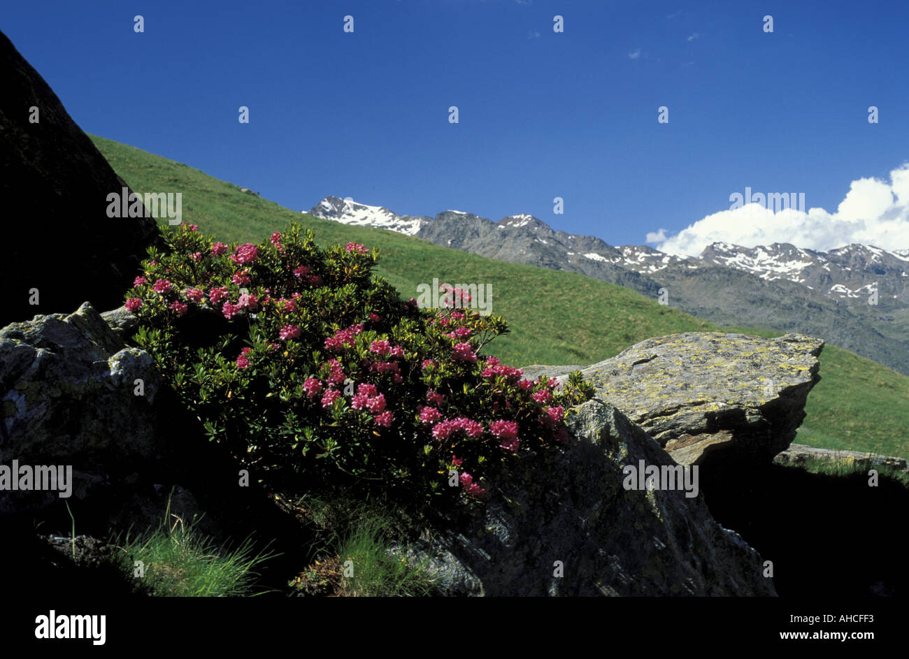 Rhododendron Ferrugineum Alpi mountains Italy Stock Photo - Alamy