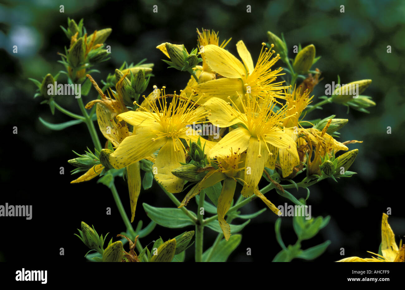 Hypericum Perforatum Italy Stock Photo - Alamy