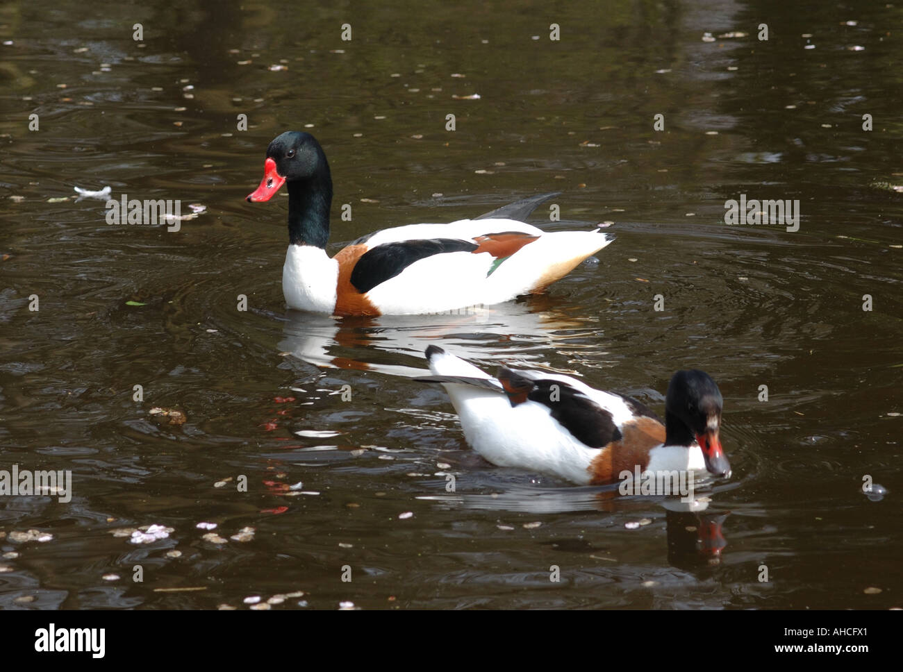 Male drake shelduck duck Tadorna tadorna with red knobbed bill and ...
