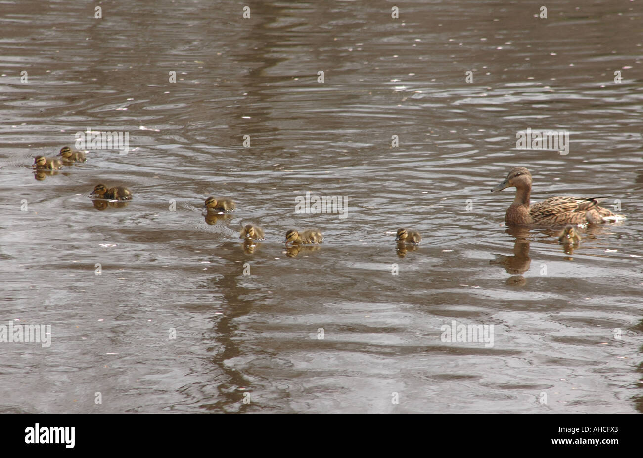 Female mallard duck Anas platyrhynchos with eight ducklings Keukenhof ...